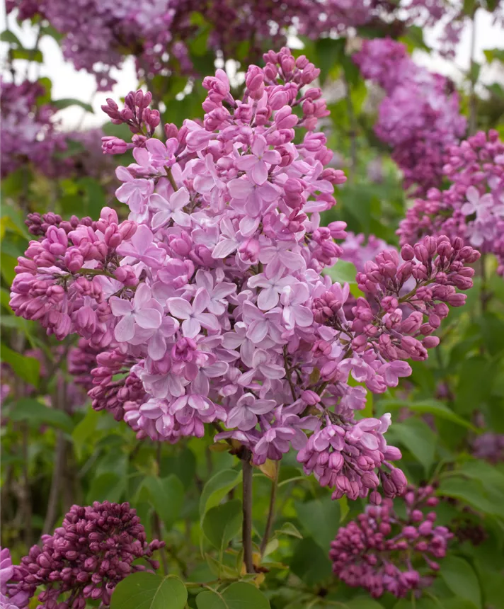 Syringa hyacinthiflora 'Esther Staley', Kategorie: Amerikanischer ...