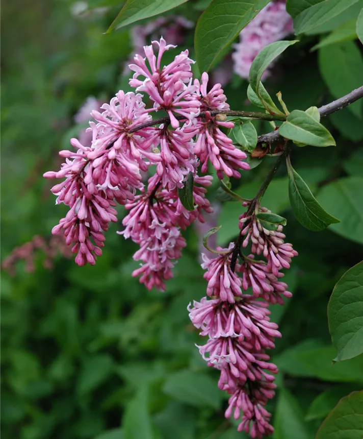 Syringa reflexa, Bogenflieder, Kategorie: Flieder aus aller Welt ...