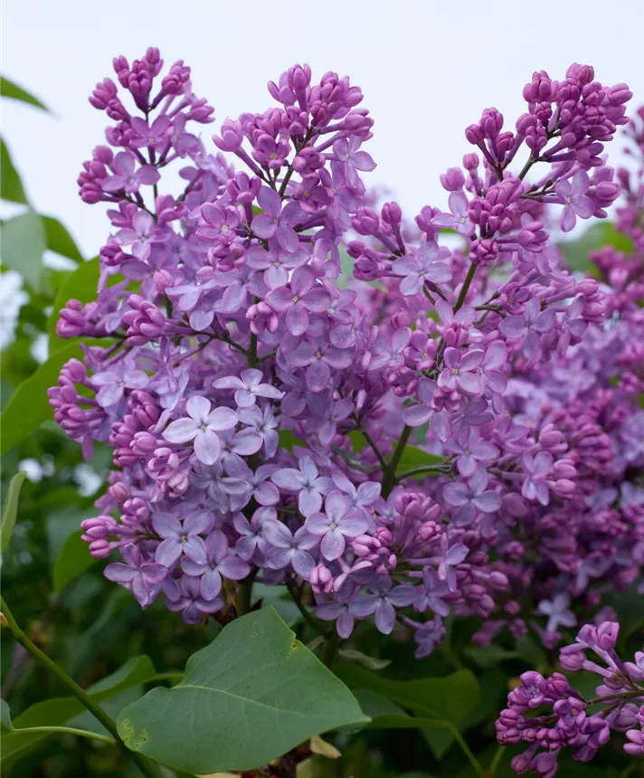 Syringa vulgaris 'Amethyst', Kategorie: Historischer Flieder - Kircher ...