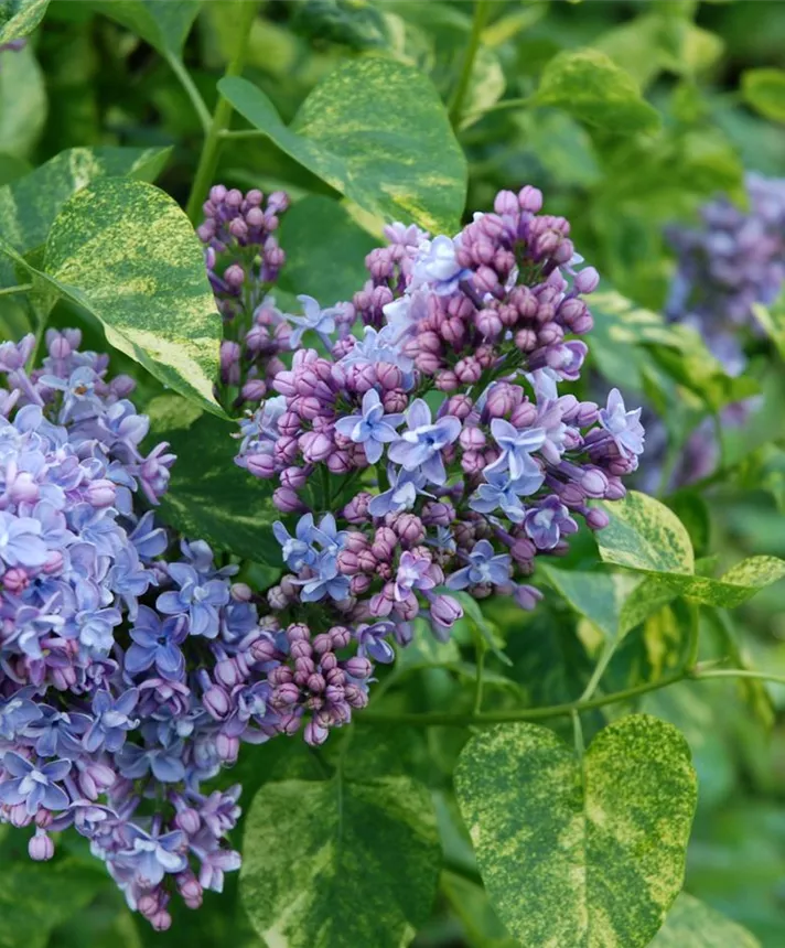 Syringa vulgaris 'Aucubaefolia', Kategorie: Französischer Flieder ...
