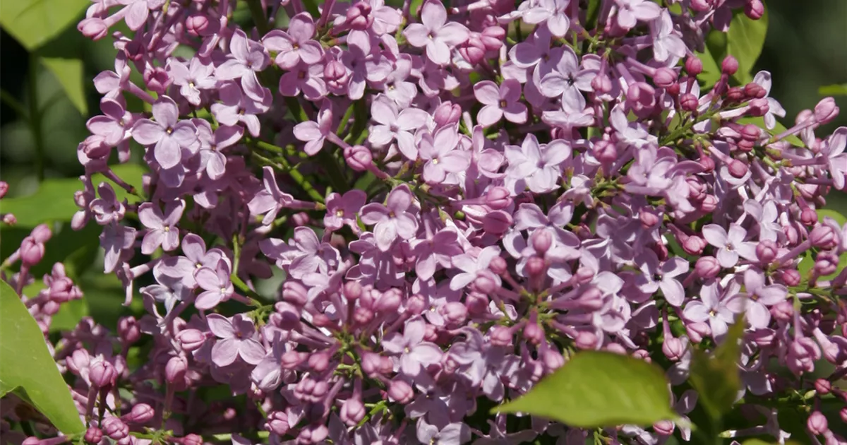 Syringa hyacinthiflora 'Asessippi', Kategorie: Amerikanischer Flieder ...