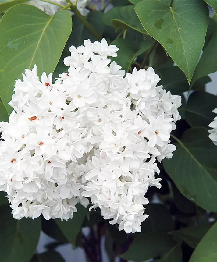 Syringa vulgaris 'Mme Florent Stepman', Kategorie: Flieder aus aller ...