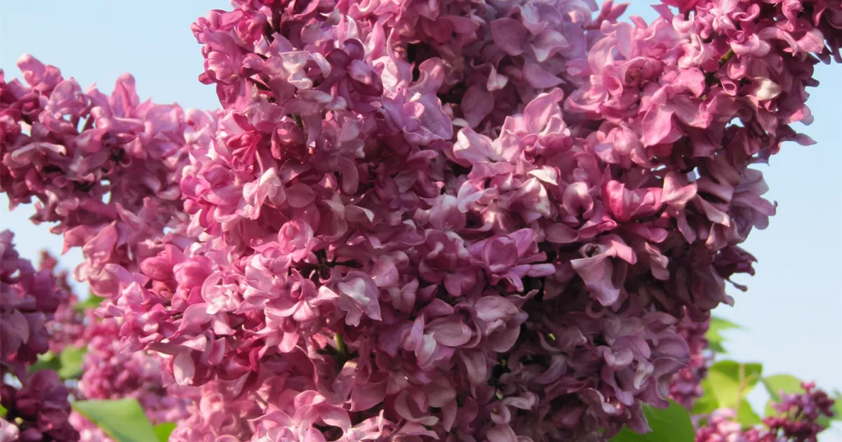 Syringa vulgaris 'Mrs. Edward Harding', Kategorie: Französischer ...